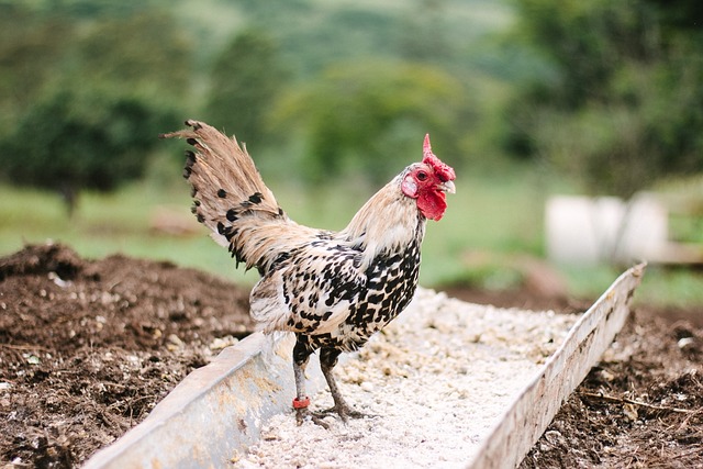 Farm Field Rooster - Free photo on Pixabay