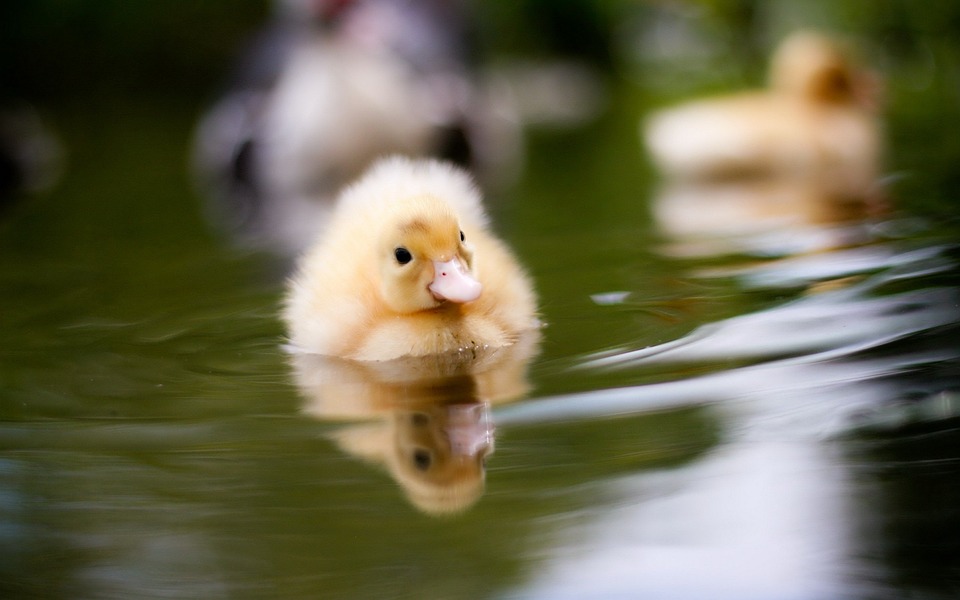 Pato Agua Naturaleza Medio - Foto gratis en Pixabay