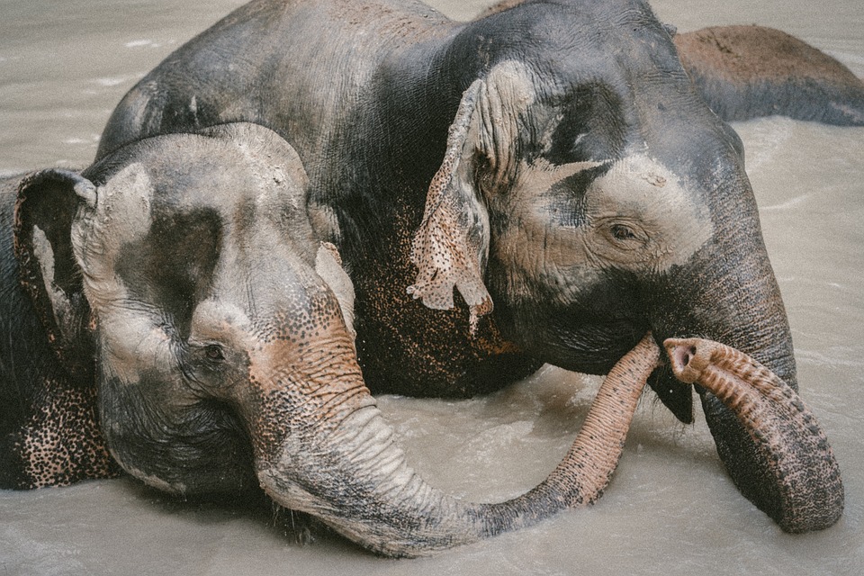 Old Elephant Animal - Free photo on Pixabay
