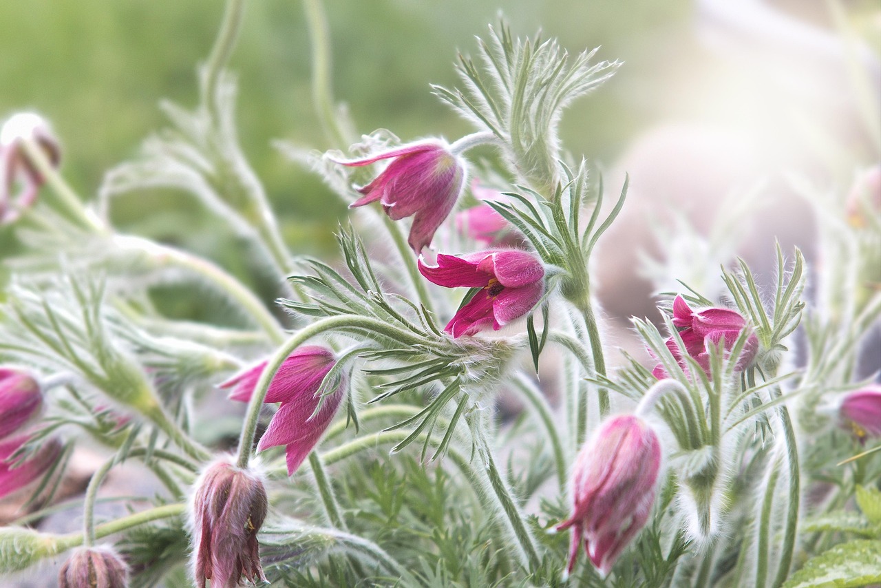 Pasqueflower Common Pasque Flower - Free photo on Pixabay