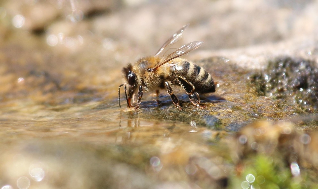 Bee Drink Water - Free photo on Pixabay