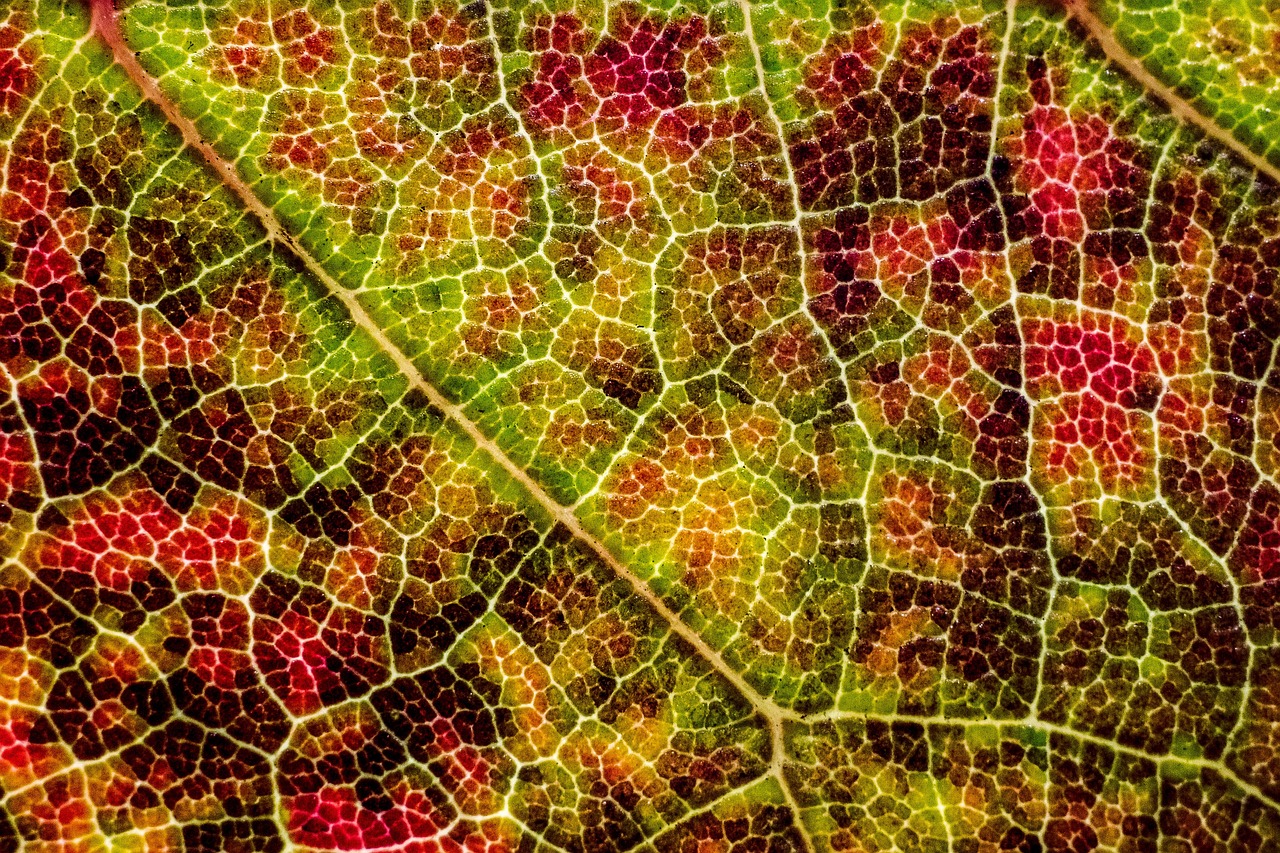 Hoja Textura - Foto gratis en Pixabay - Pixabay