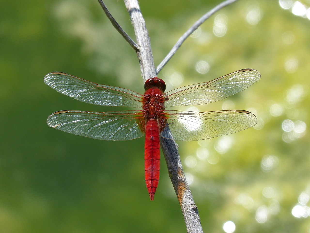 Red Dragonfly Detail Sparkles - Free photo on Pixabay - Pixabay