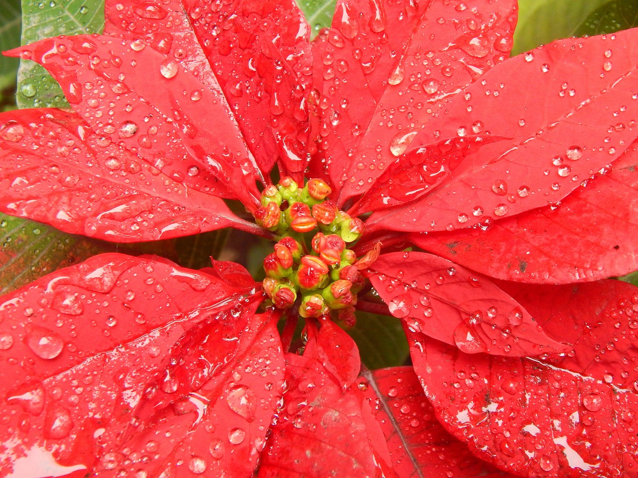 Flor Roja Mojada Lluvia Gotas - Foto gratis en Pixabay