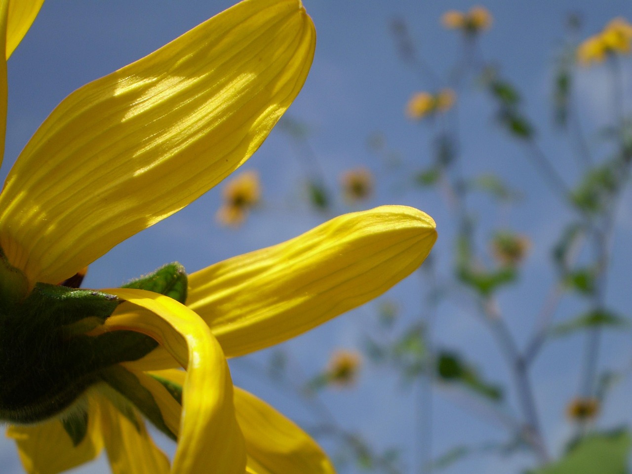 Yellow Flower Petals Beautiful - Free photo on Pixabay - Pixabay