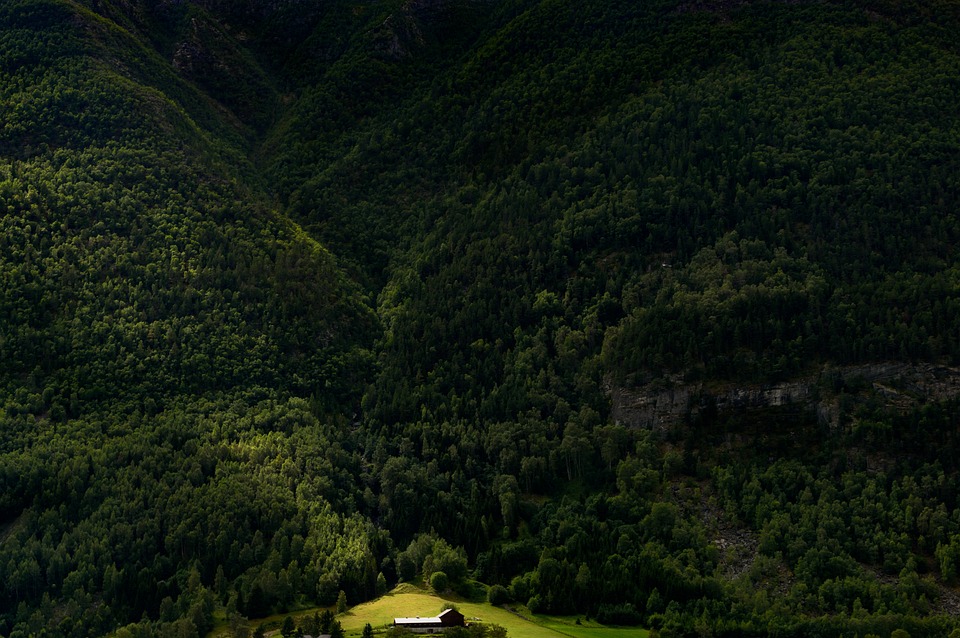 Forest Farm Green - Free photo on Pixabay - Pixabay