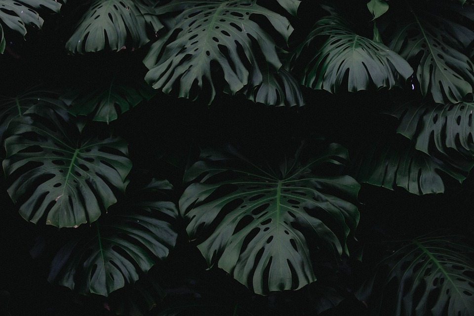 Dark Green Leaf - Free photo on Pixabay