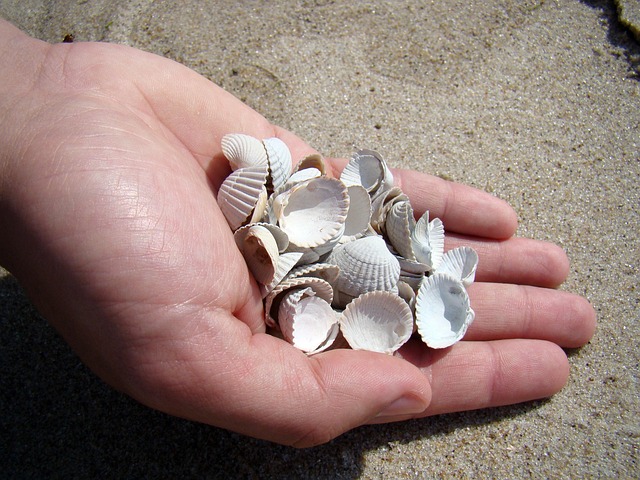 Schelpen Hand Zee - Gratis foto op Pixabay - Pixabay