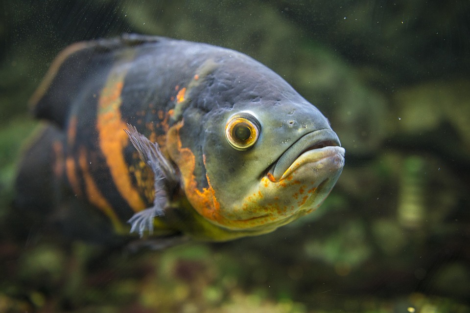 Fische Aquarium Unterwasser - Kostenloses Foto auf Pixabay - Pixabay
