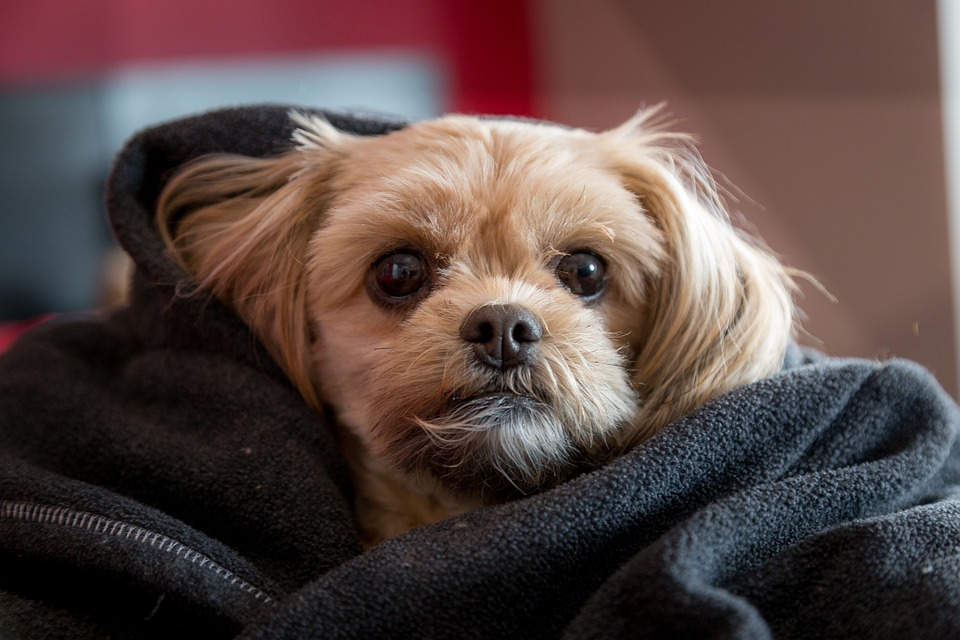 Pet Puppy Dog - Free photo on Pixabay