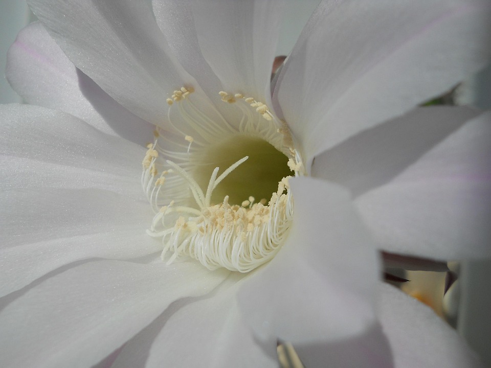 Kaktus Blume Sommer Einmal Im Jahr - Kostenloses Foto auf Pixabay - Pixabay
