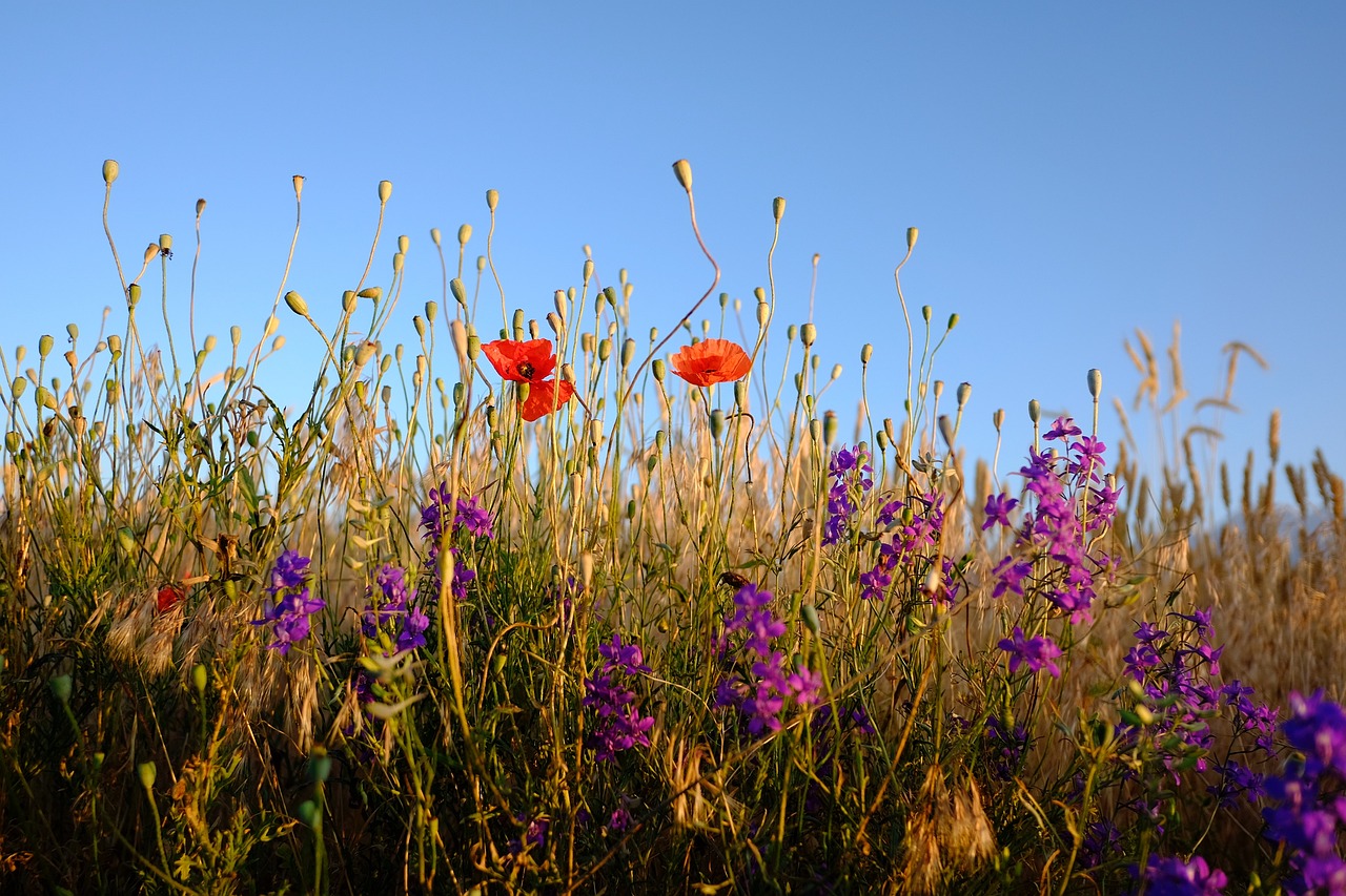 Nature Paysage Vert Sur Le - Photo gratuite sur Pixabay - Pixabay