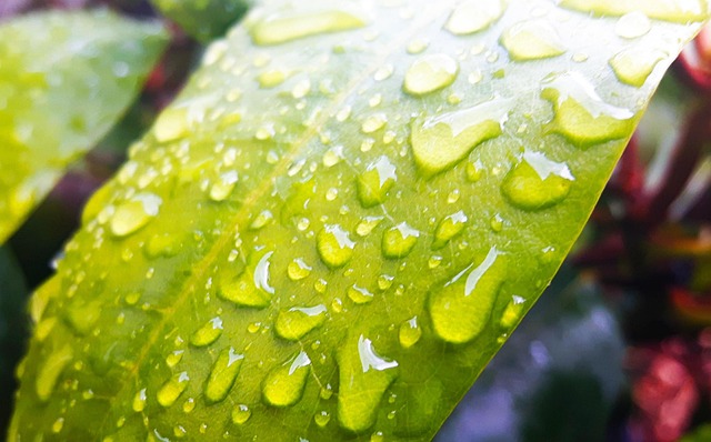 Folha Natureza Plantar - Foto gratuita no Pixabay - Pixabay