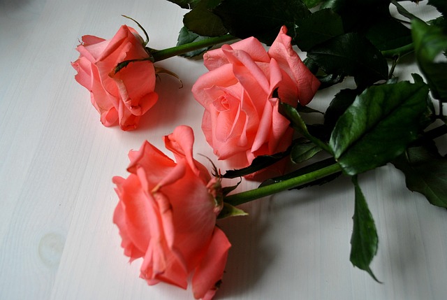 Rosas Flores Foto Gratuita No Pixabay Pixabay