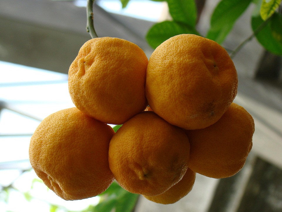 Naranjas Naranja Fruta - Foto gratis en Pixabay - Pixabay
