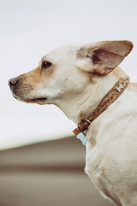 Weiß Hund Tier - Kostenloses Foto auf Pixabay - Pixabay