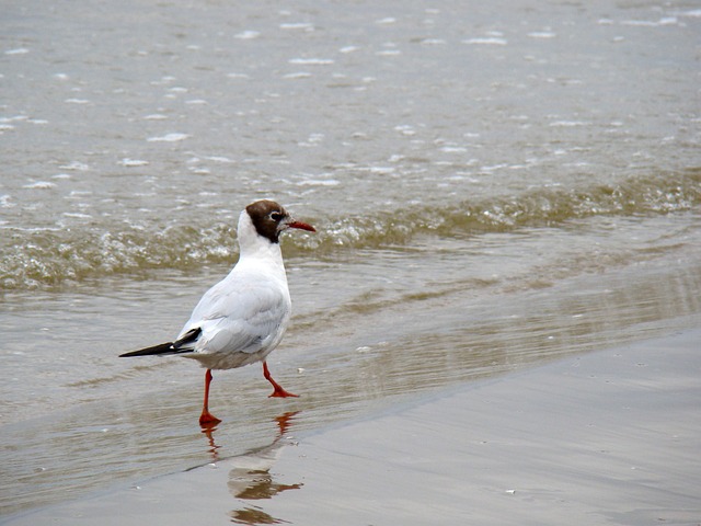 Mouette Plage La Sur - Photo gratuite sur Pixabay