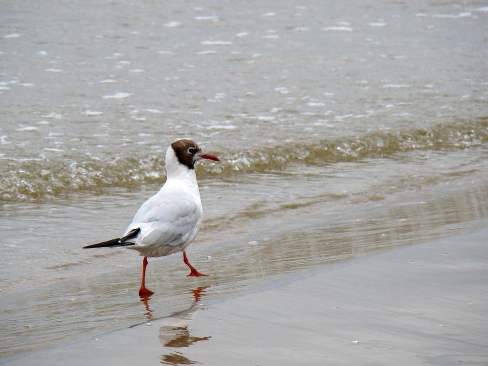 Mouette Plage La Sur - Photo gratuite sur Pixabay