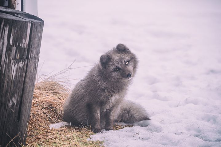 100+ kostenlose Fuchs Im Winter und Fuchs-Bilder - Pixabay
