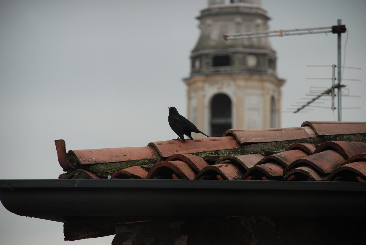 Bird Roof Cathedral - Free photo on Pixabay