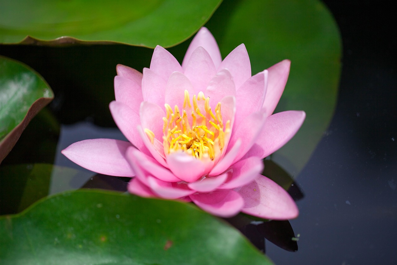 Flower Lotus - Free photo on Pixabay