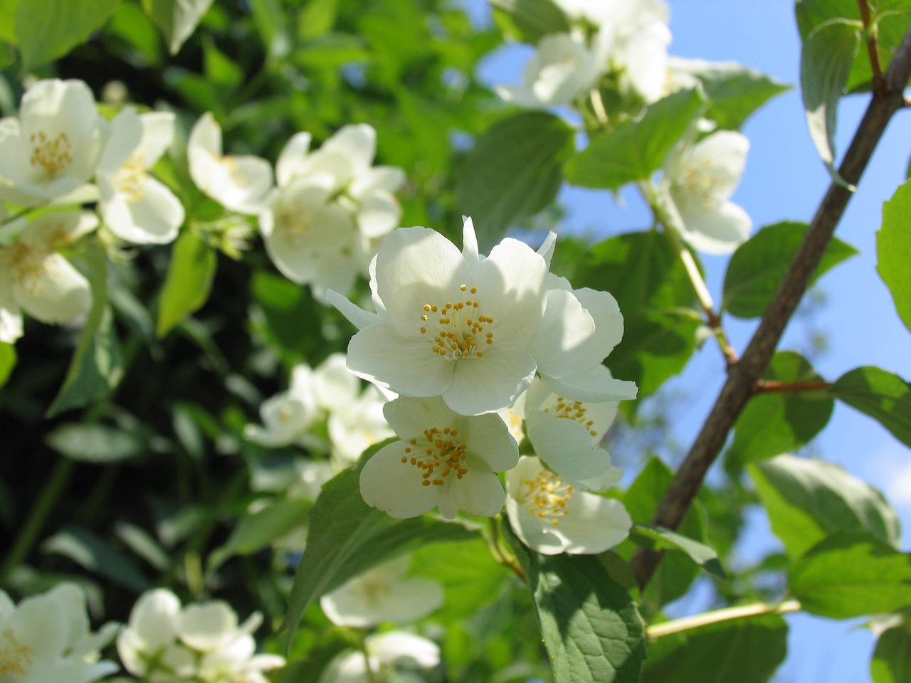 Spring Nature Bloom - Free photo on Pixabay