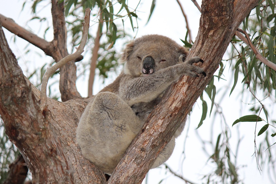 Koala Animal Marsupial - Free photo on Pixabay - Pixabay