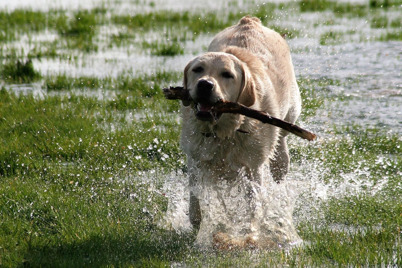 Dog Labrador Playing - Free photo on Pixabay - Pixabay