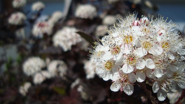 Flor Blanco Bloom - Foto gratis en Pixabay - Pixabay