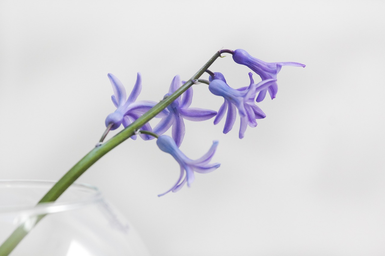 Mauve Fleur Nature - Photo gratuite sur Pixabay - Pixabay