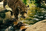 43 Leopard Synonyms. Similar words for Leopard.