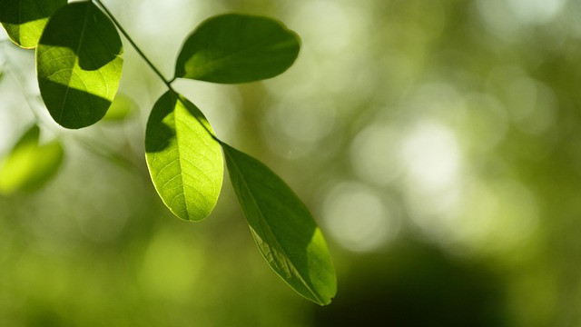 Green Leaf The Rays - Free photo on Pixabay