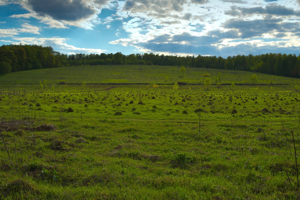 10+ Free Mole Hills & Mole Images - Pixabay