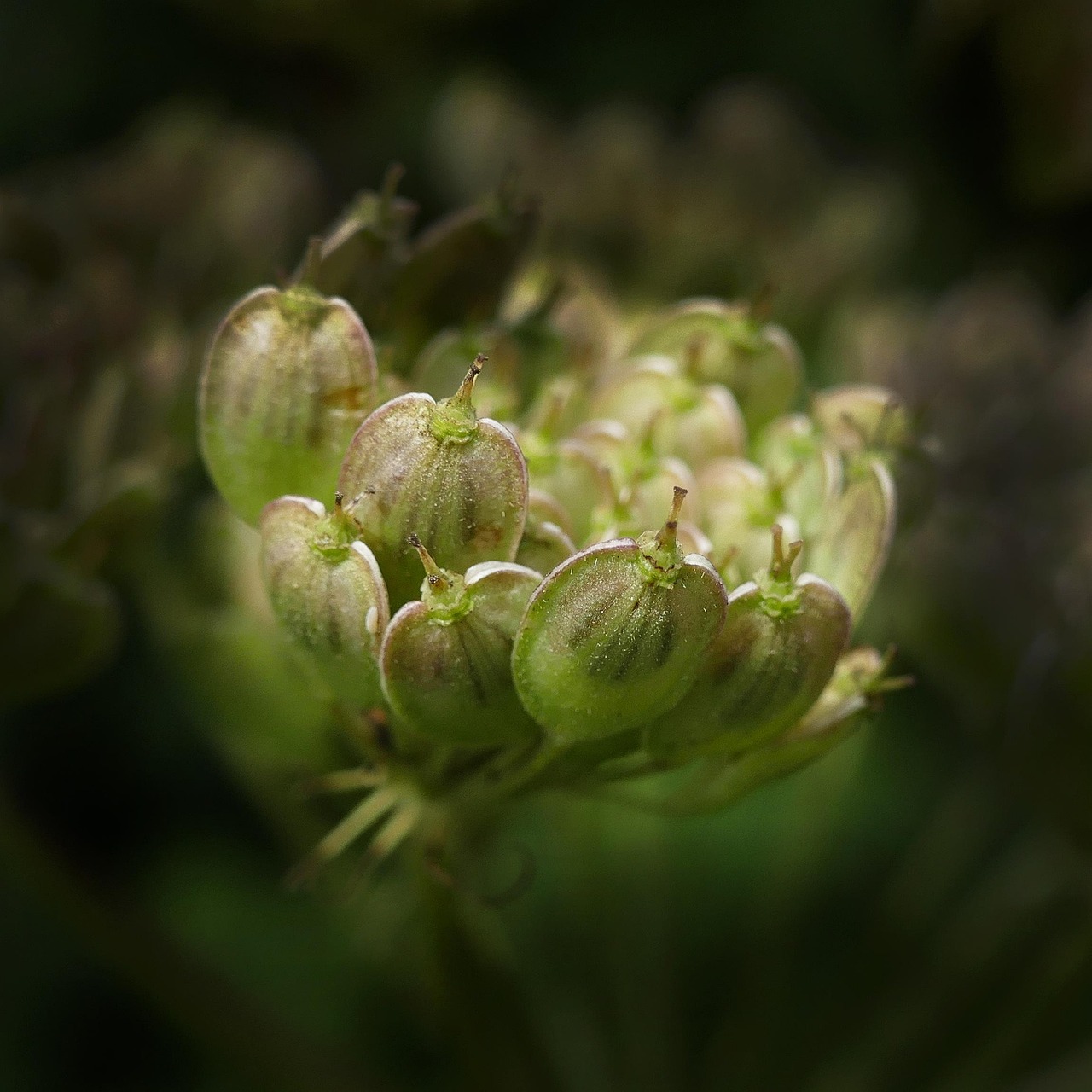 Adas Manis Biji Kesenjangan - Foto gratis di Pixabay - Pixabay