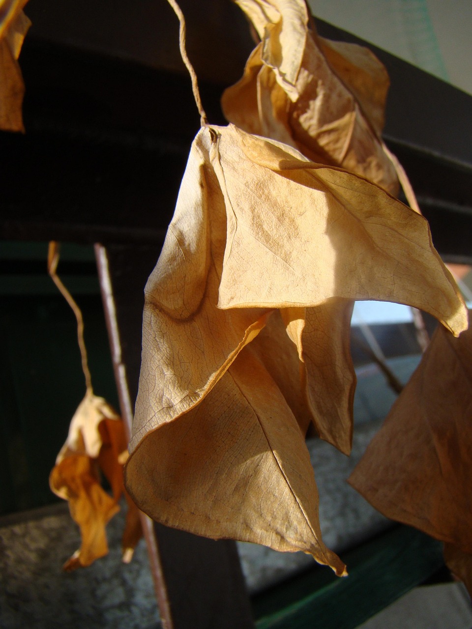 30,000+ Free Dry Leaves & Nature Images - Pixabay