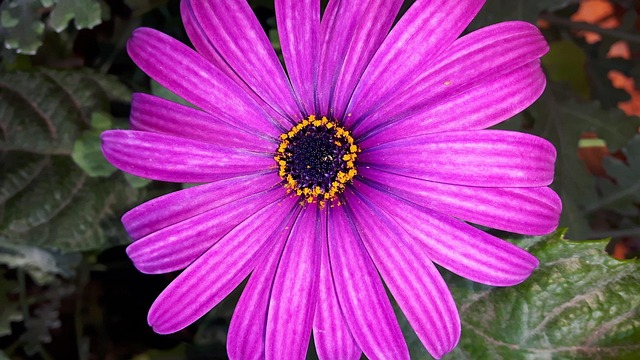 Bunga Ungu Bunga-Bunga - Foto gratis di Pixabay - Pixabay