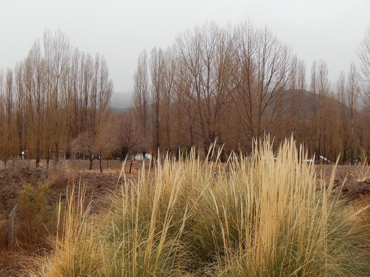 Paisaje De Invierno Frío - Foto gratis en Pixabay - Pixabay