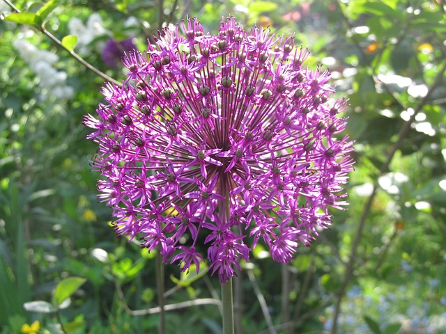 Spring Allium Leek Blossom - Free photo on Pixabay - Pixabay