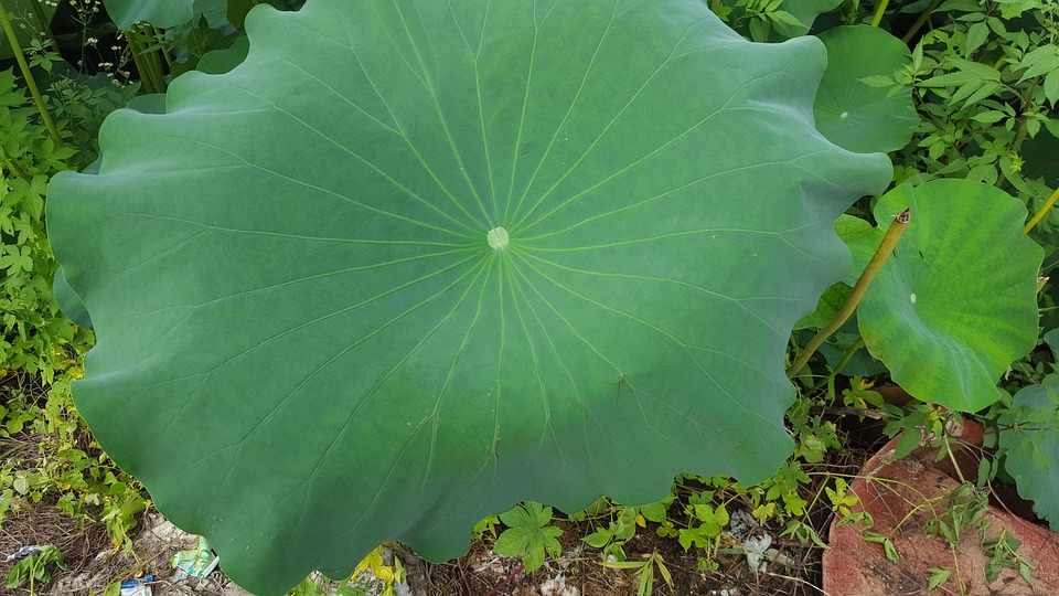 Lotus Aquatic Plants Plant - Free photo on Pixabay - Pixabay