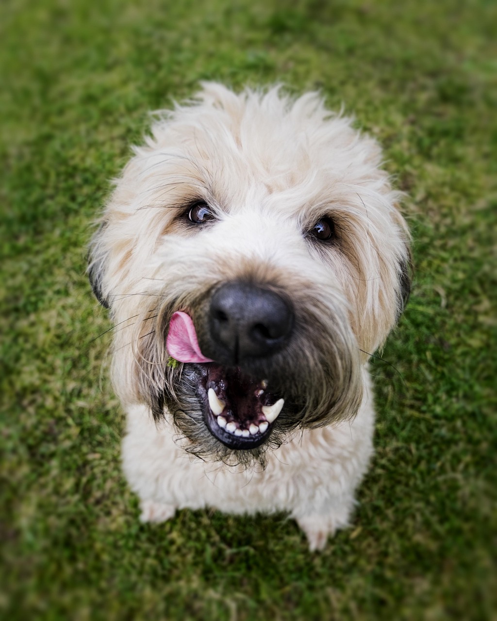 Perro Rostro Lengua - Foto gratis en Pixabay