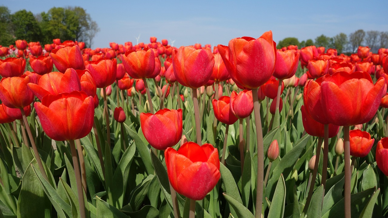 Tulip Bohlam Umbi Bunga Musim - Foto gratis di Pixabay