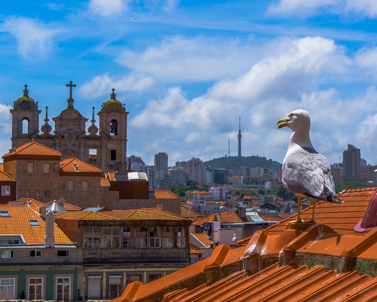 Porto Roofs Gull - Free photo on Pixabay - Pixabay