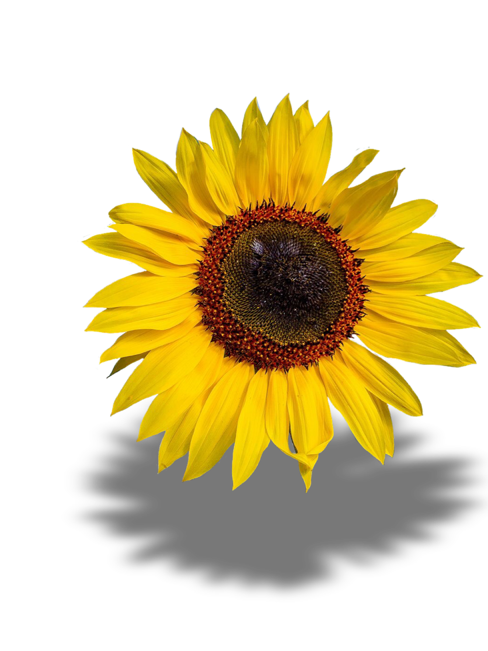 10,000+ Free Sunflower & Nature Photos - Pixabay