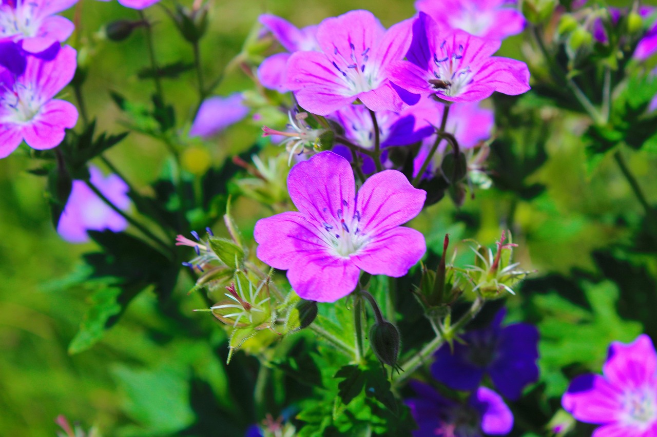 Fiore Bellissimo Viola - Foto gratis su Pixabay - Pixabay