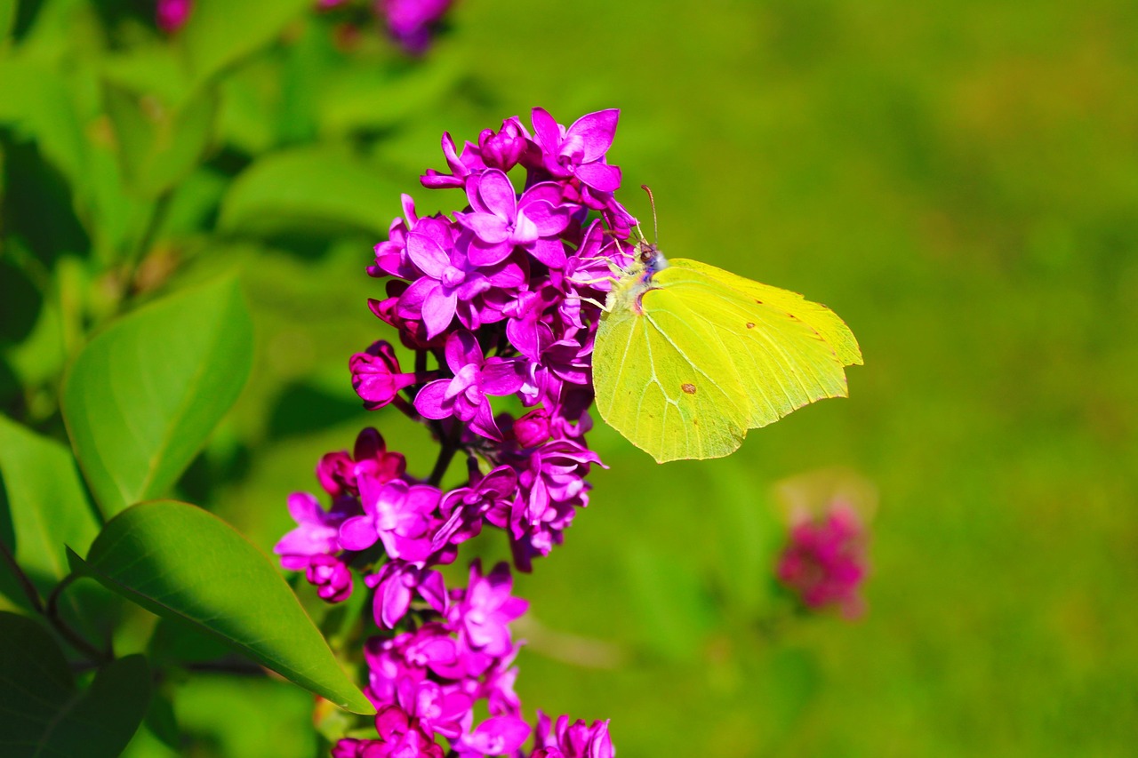 Fleur Papillon Insectes - Photo gratuite sur Pixabay - Pixabay