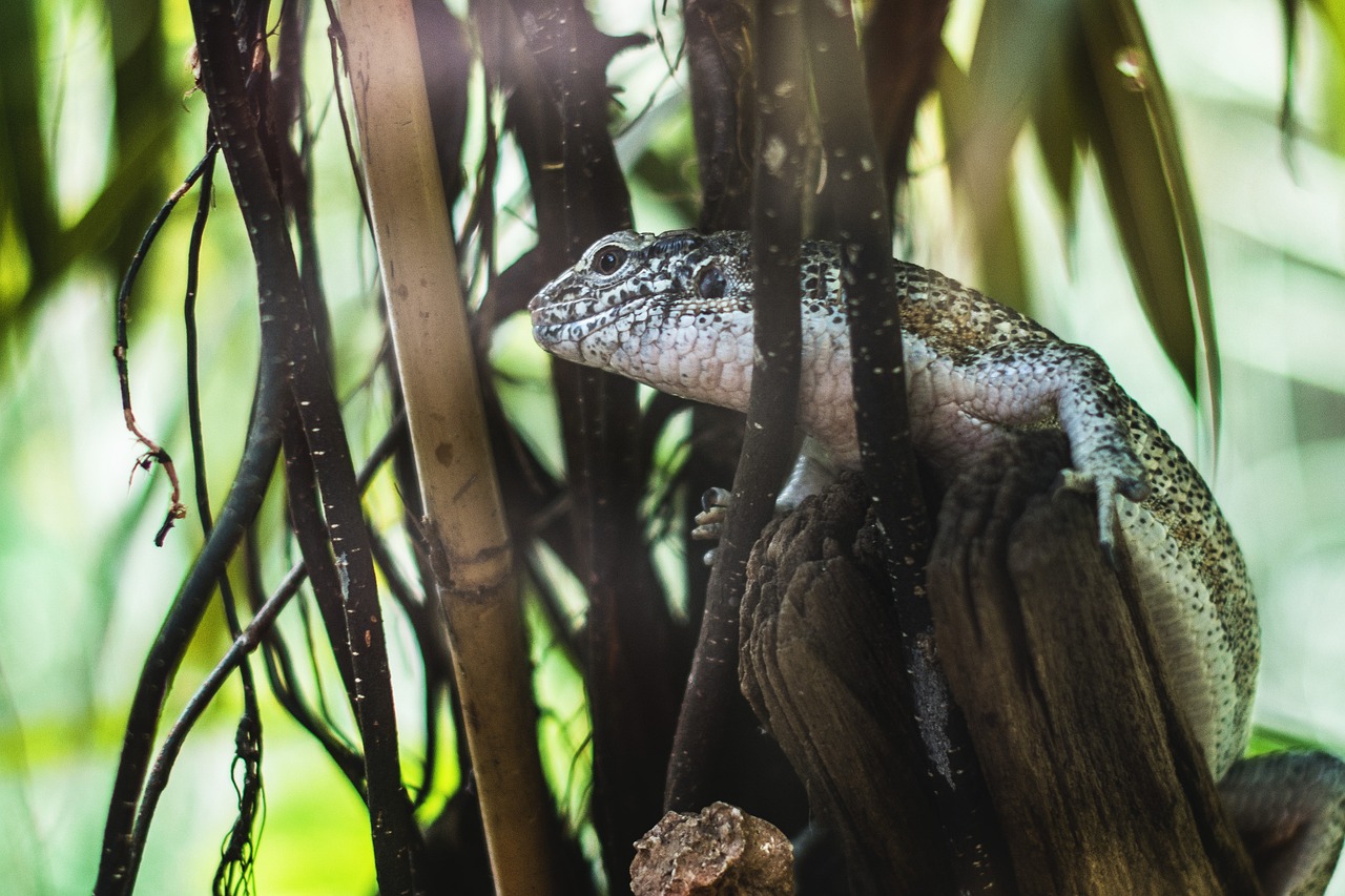 Lizard Gad Animal - Free photo on Pixabay