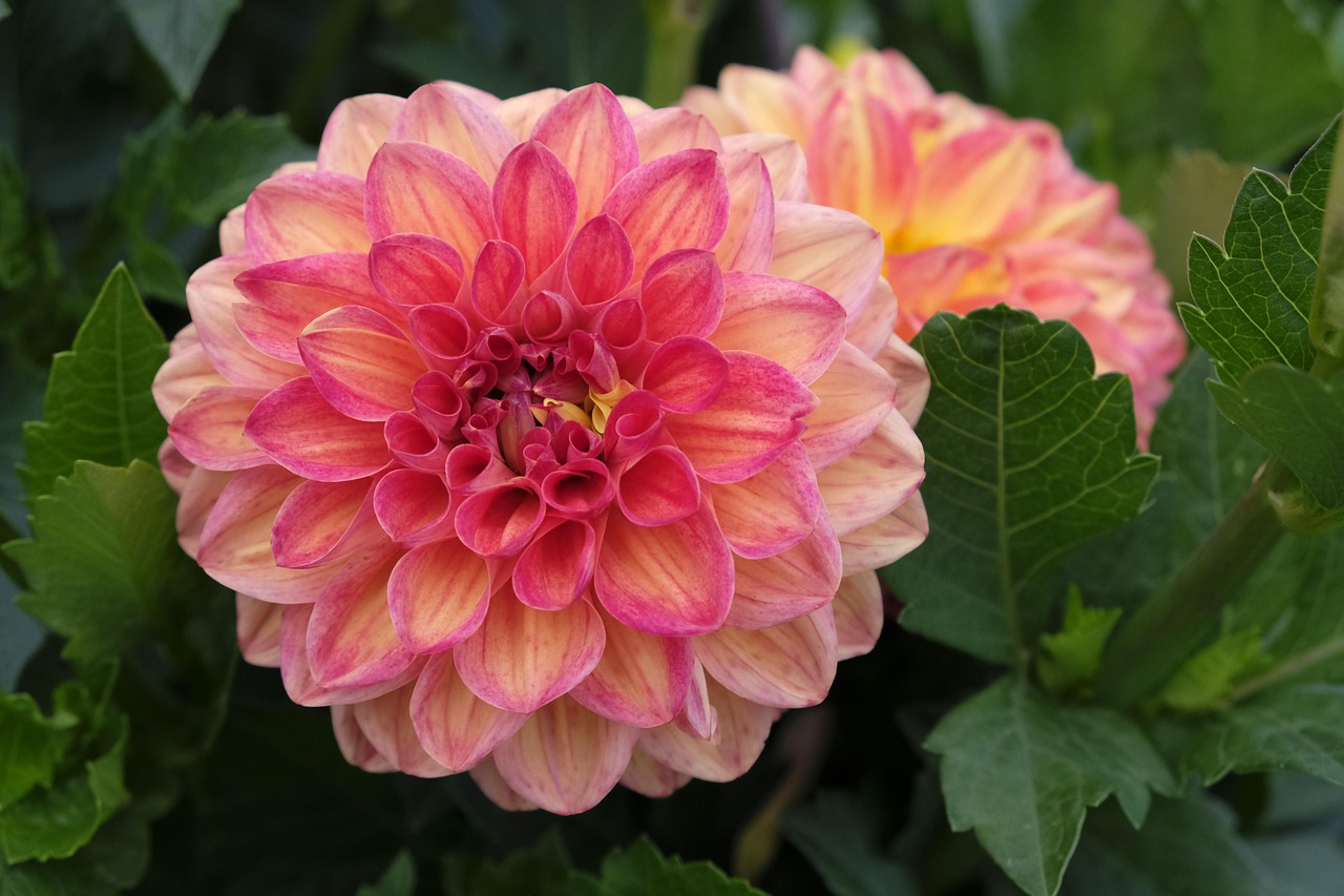 Flower Blossom Bloom - Free photo on Pixabay
