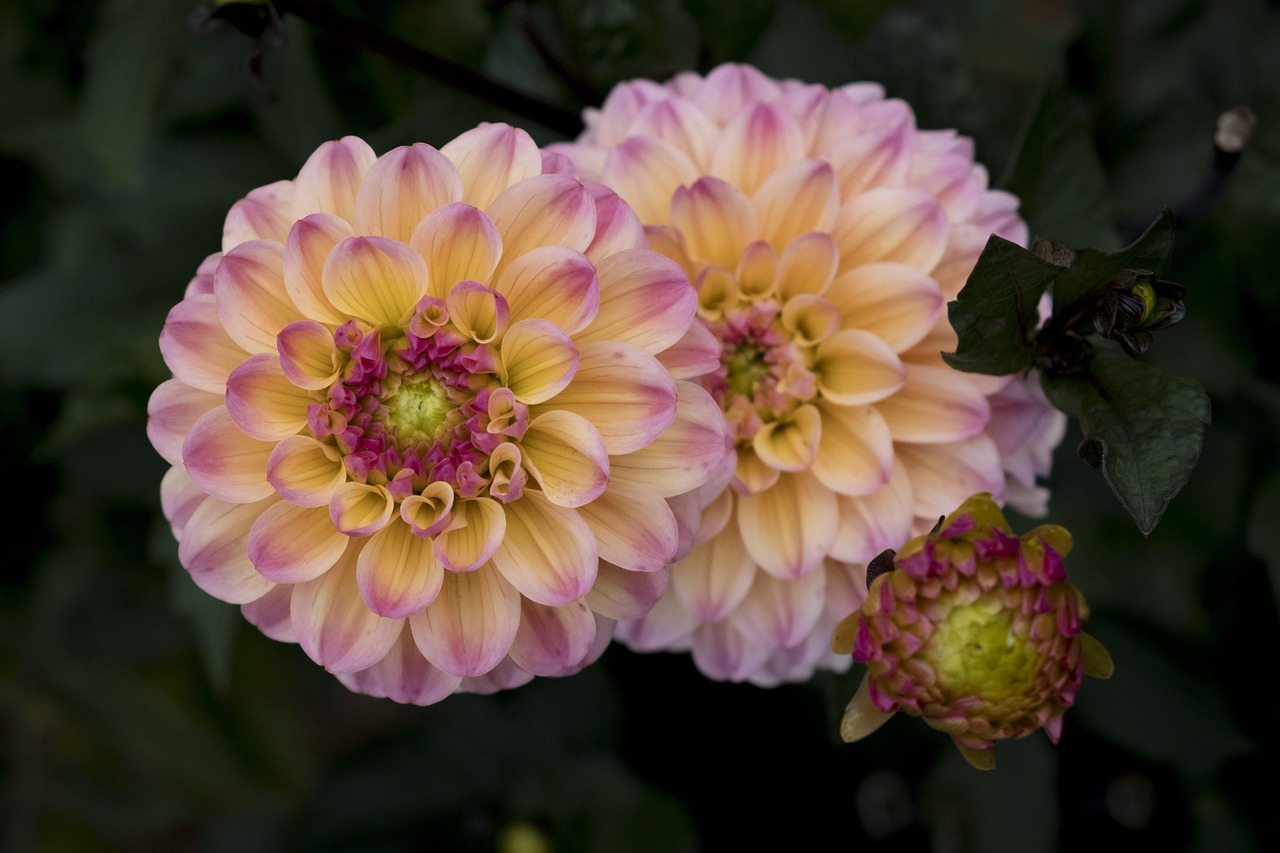 Flower Blossom Bloom - Free photo on Pixabay