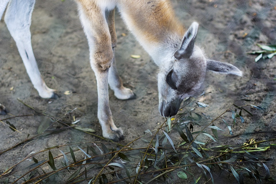 Animal Their Food - Free photo on Pixabay - Pixabay