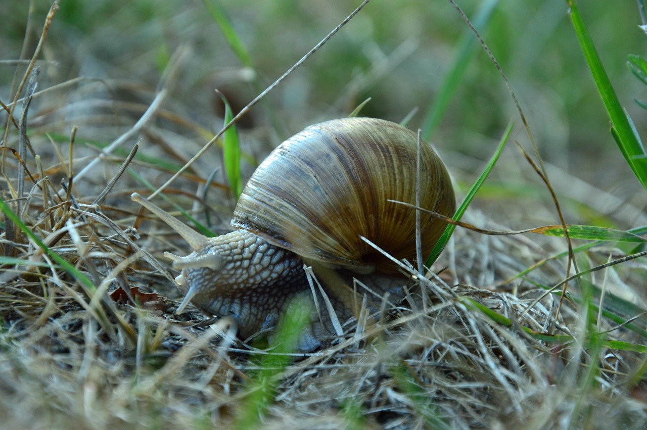 Le Printemps Escargot - Photo gratuite sur Pixabay - Pixabay